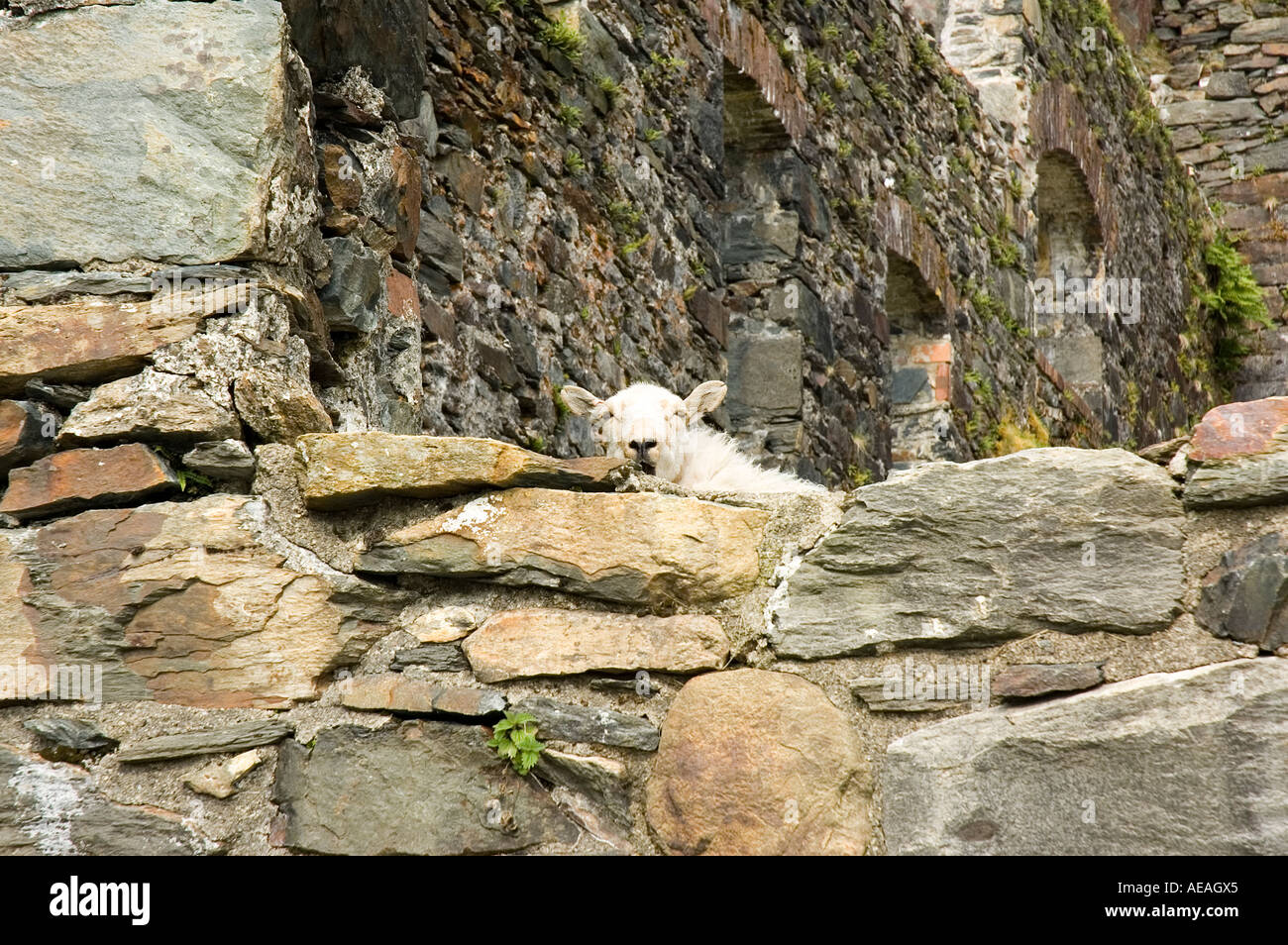 Sheep by stone wall Stock Photo - Alamy