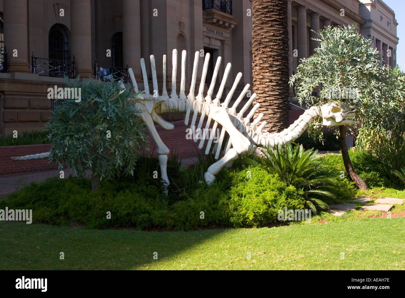 Transvaal museum hi-res stock photography and images - Alamy