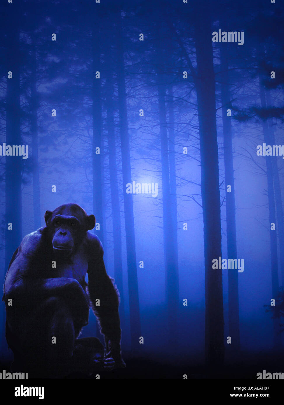 chimpanzee with mist forest behind blue Stock Photo - Alamy