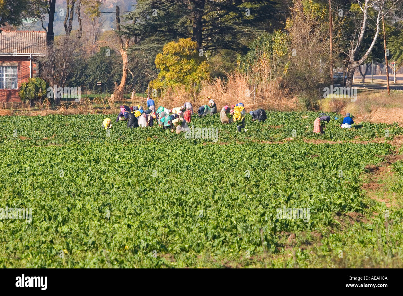 Vegetable Farm Pretoria Stock Photo - Alamy