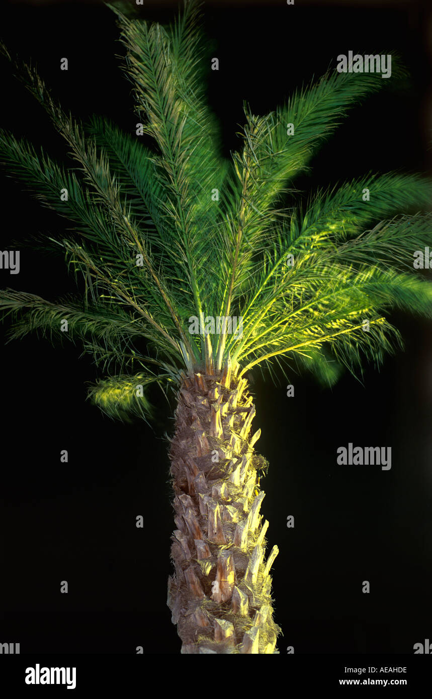 single palm tree leaves blowing and moving in wind lit with flash ...