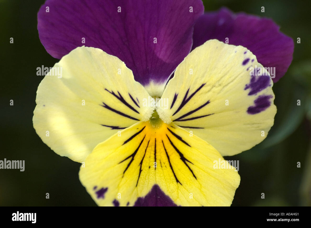Viola plant hi-res stock photography and images - Alamy