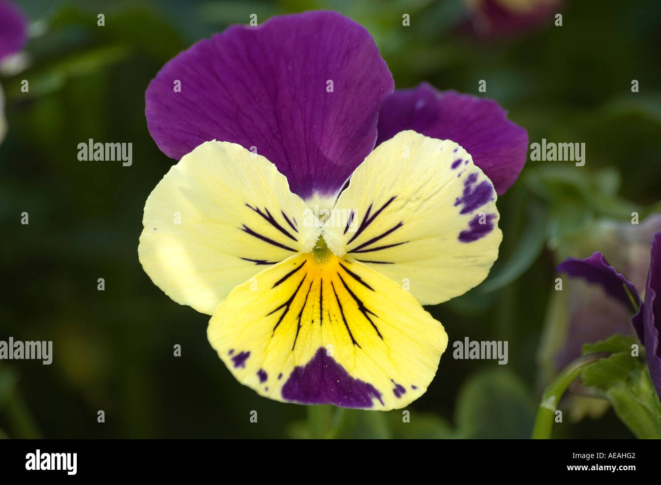 Viola plant hi-res stock photography and images - Alamy