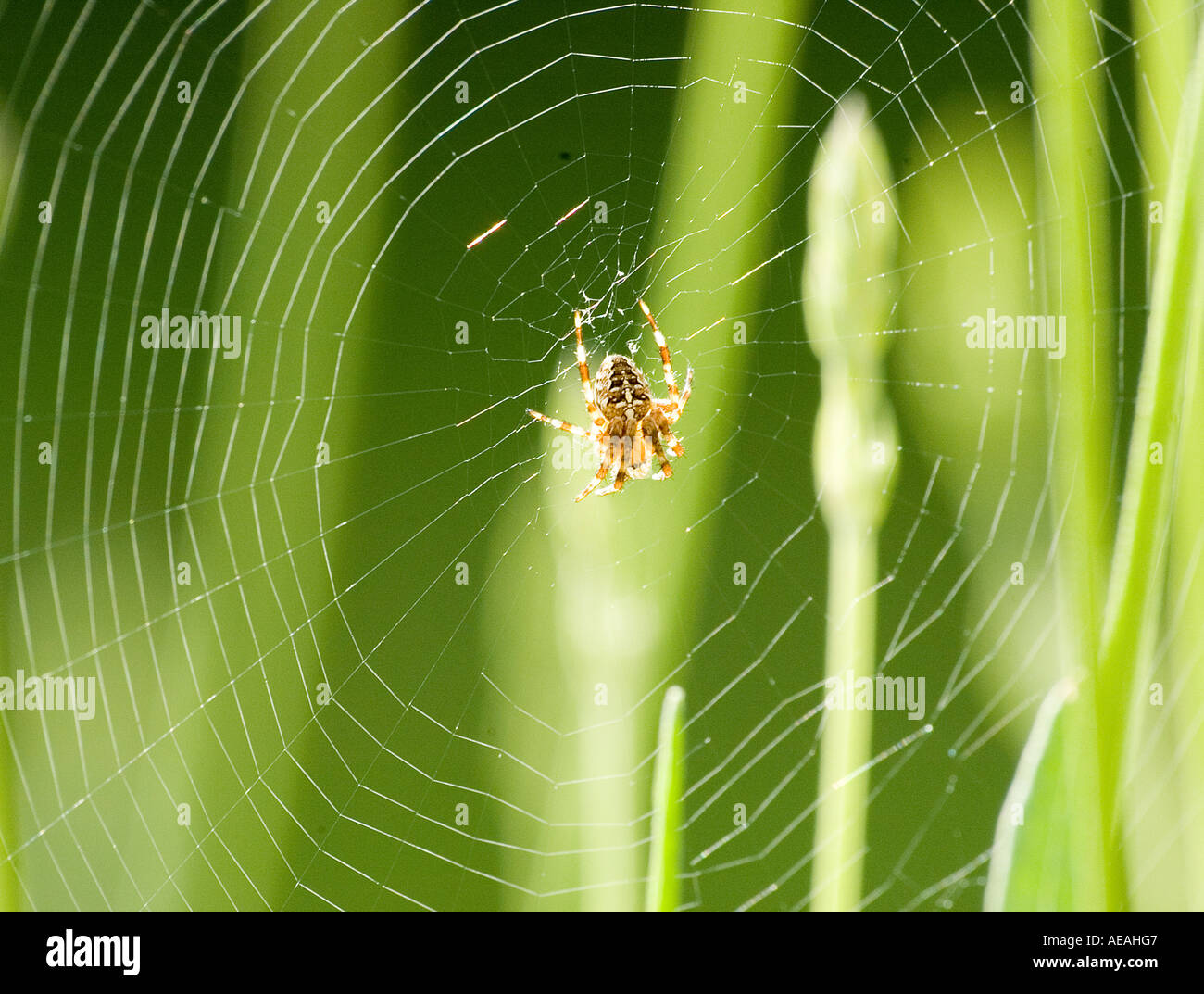 Lavender with spiders web Stock Photo - Alamy