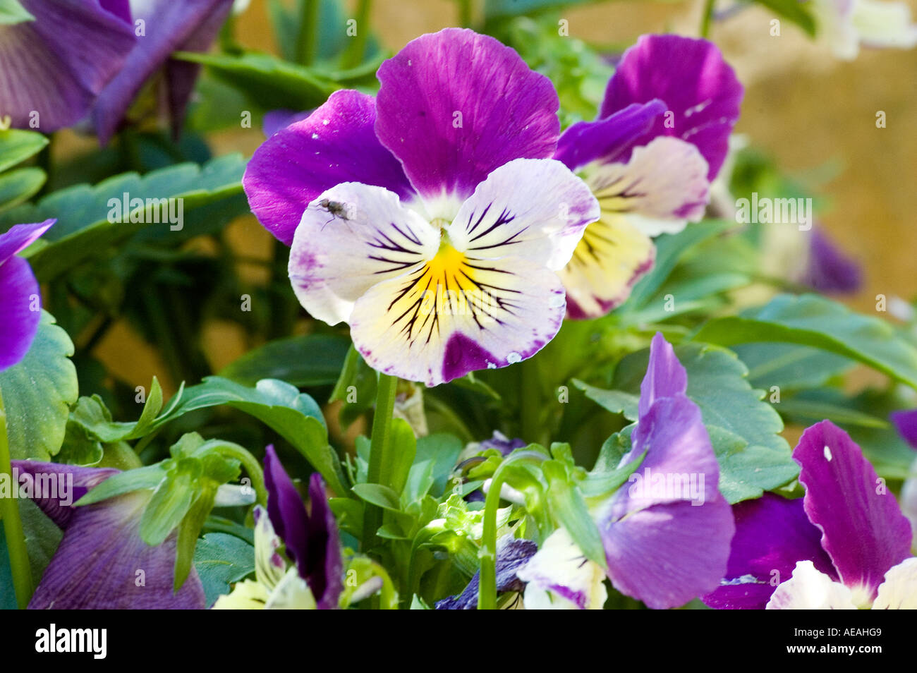 Viola plant hi-res stock photography and images - Alamy
