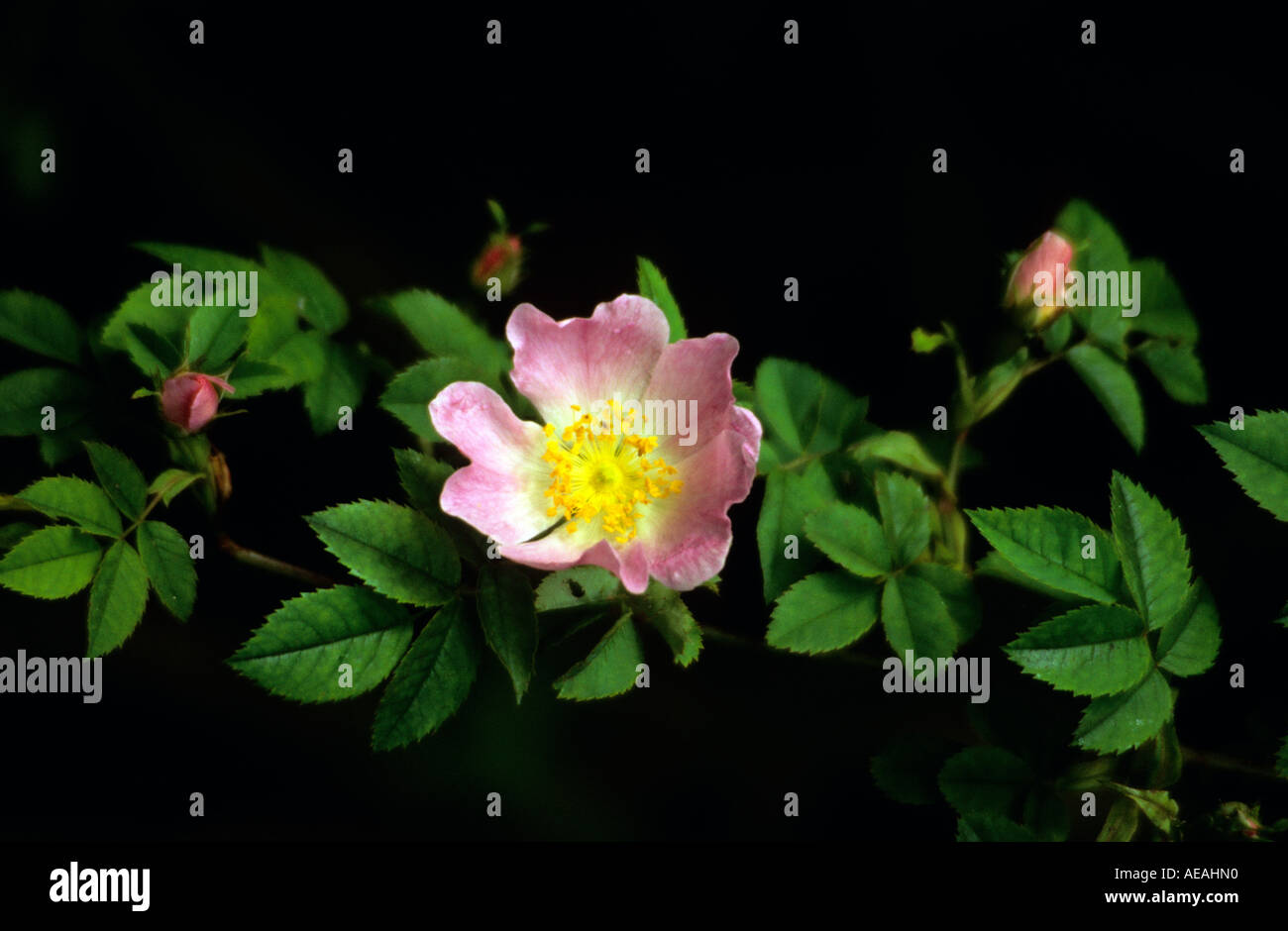 England dog rose hi-res stock photography and images - Alamy
