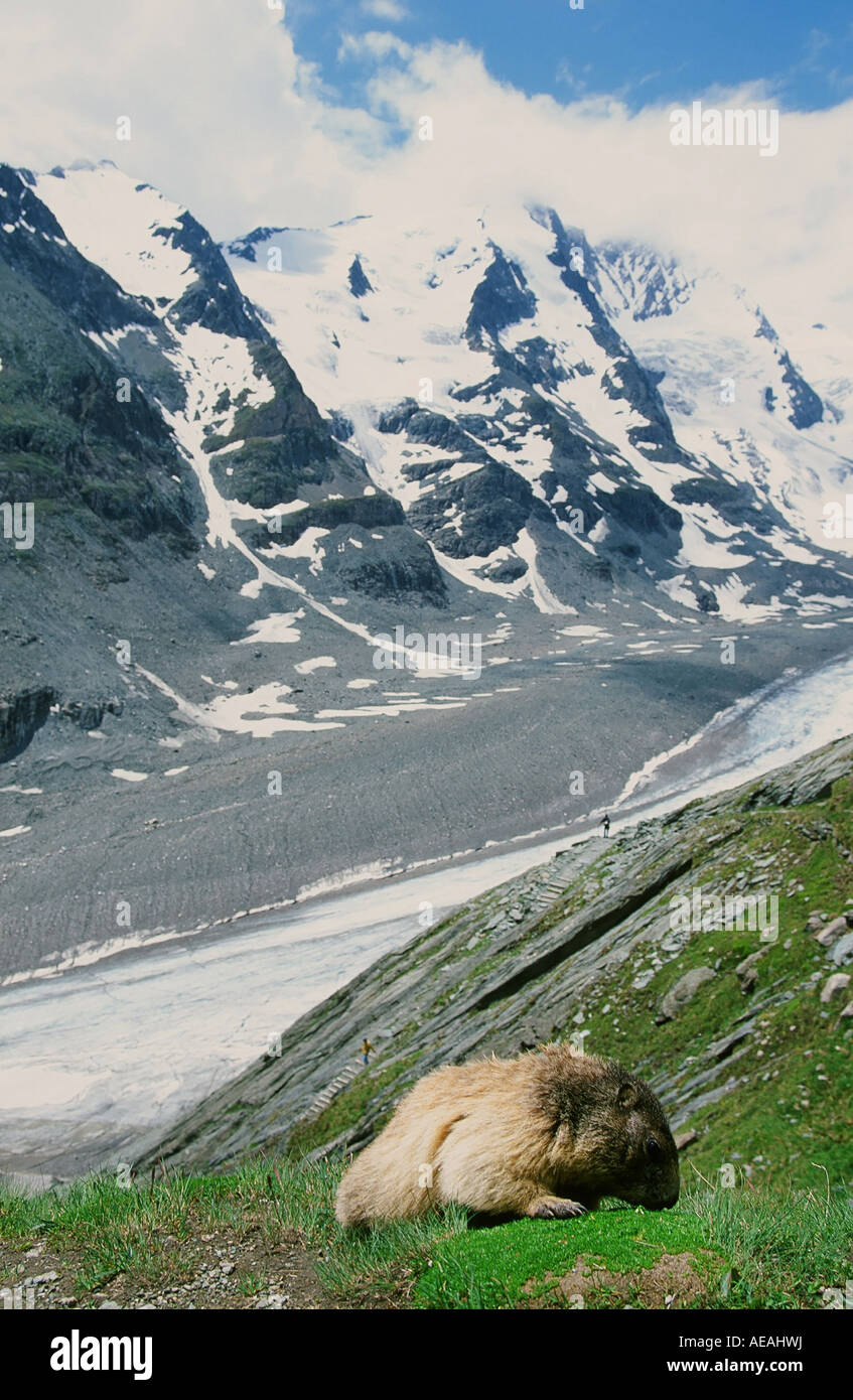 A Marmot feeding in fornt of the GrossGlockner, Austria's highest ...