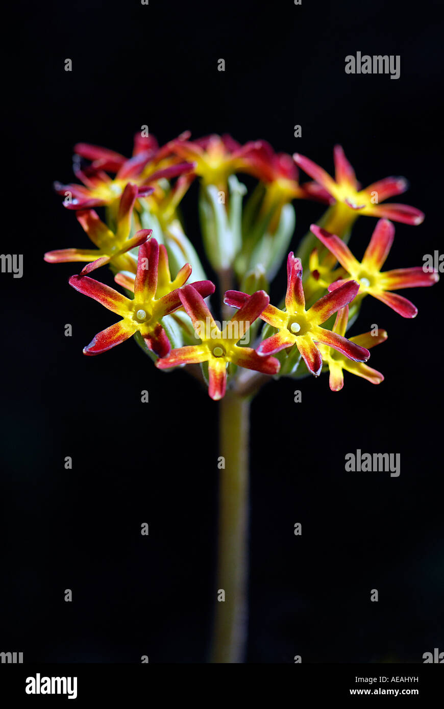 Unusual flower pots hi-res stock photography and images - Alamy