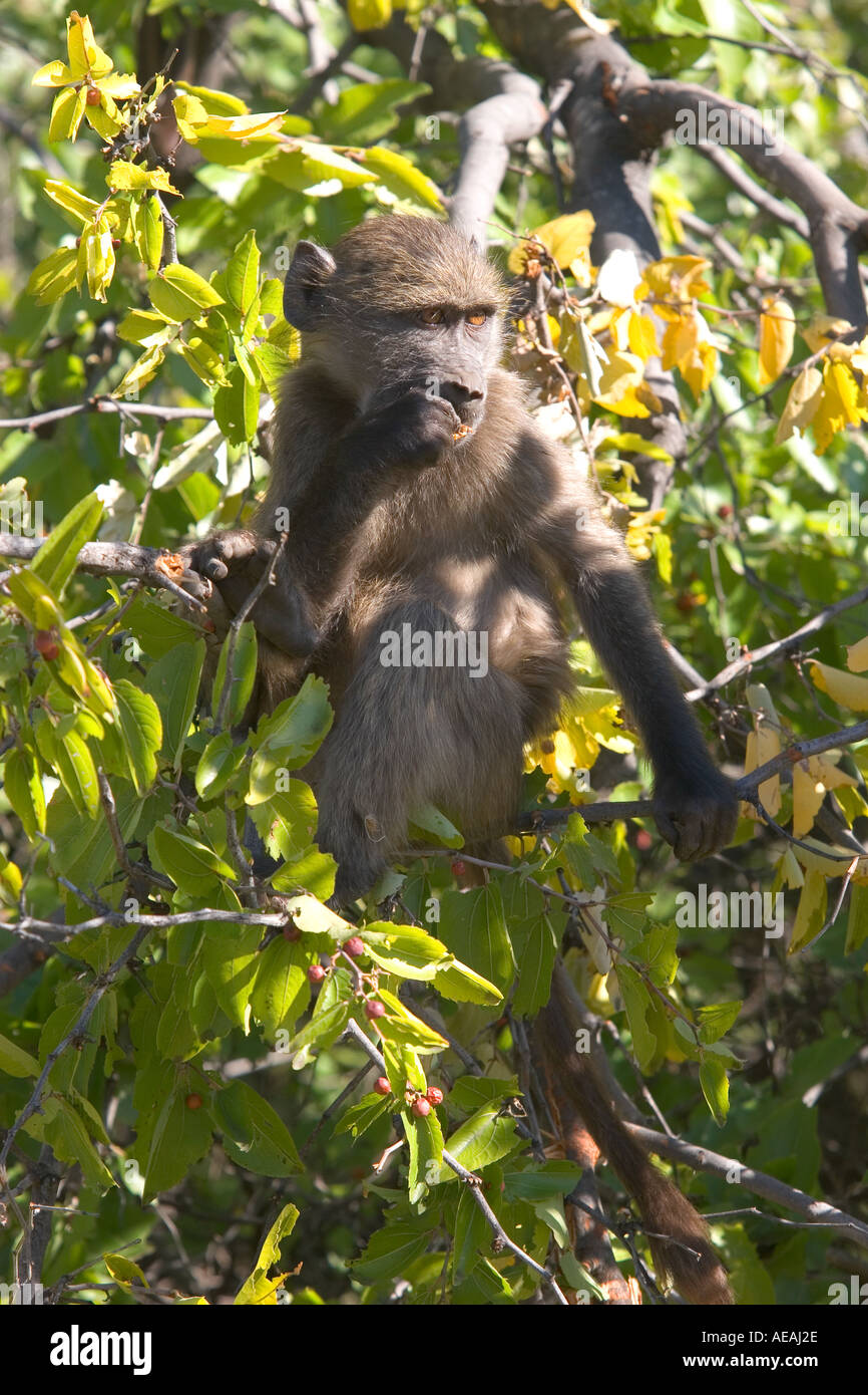 Baboon sitting in tree Stock Photo - Alamy