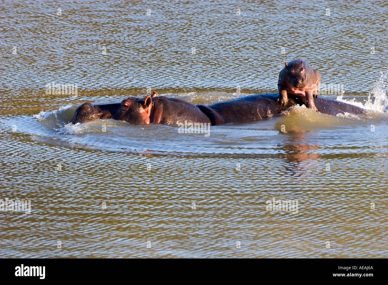 Hippo with young Stock Photo - Alamy