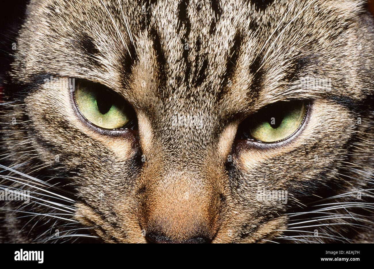 Cats vision hi-res stock photography and images - Alamy