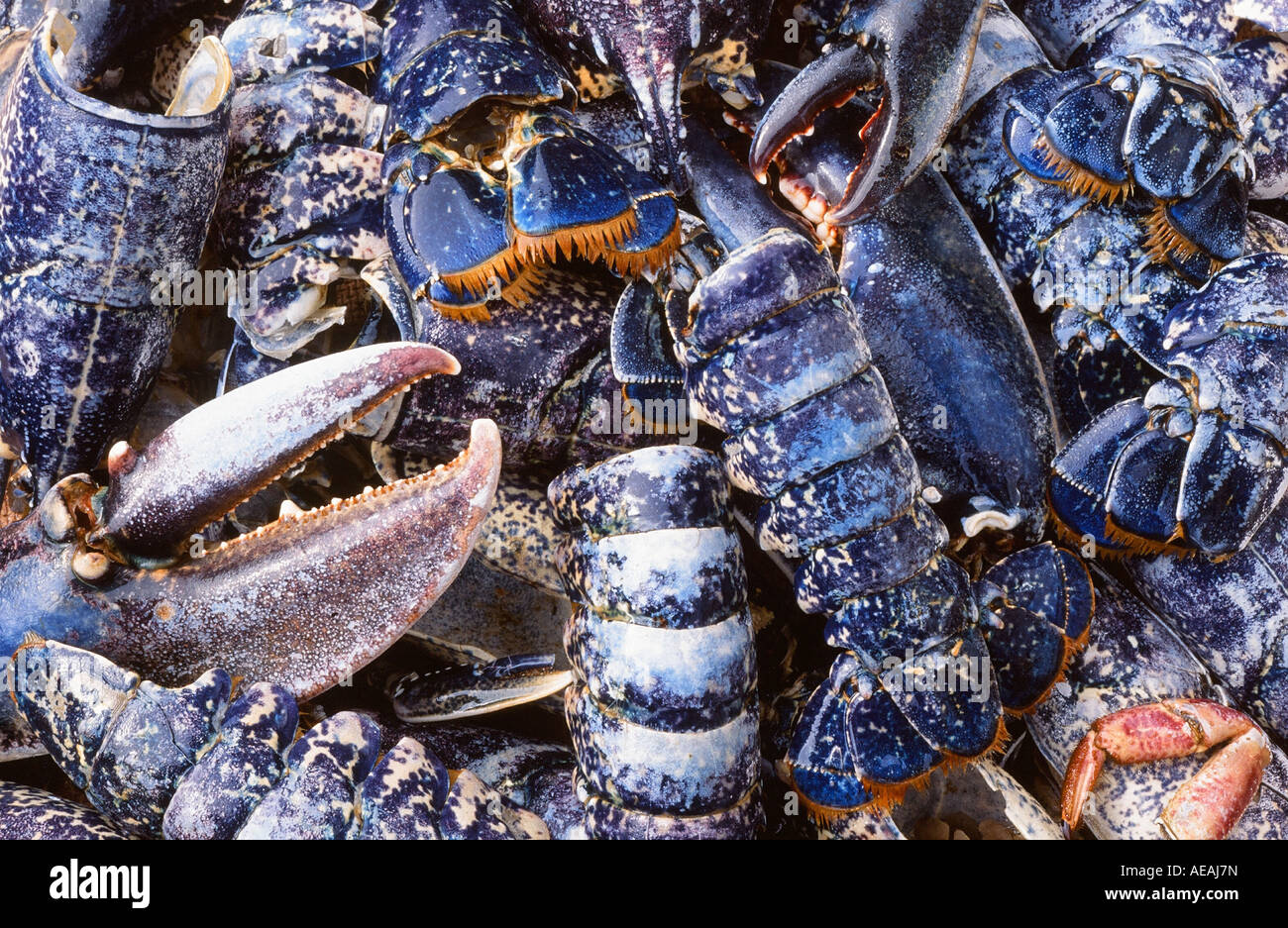 Skeletons of Lobsters washed up on the Norfolk coast after a severe ...