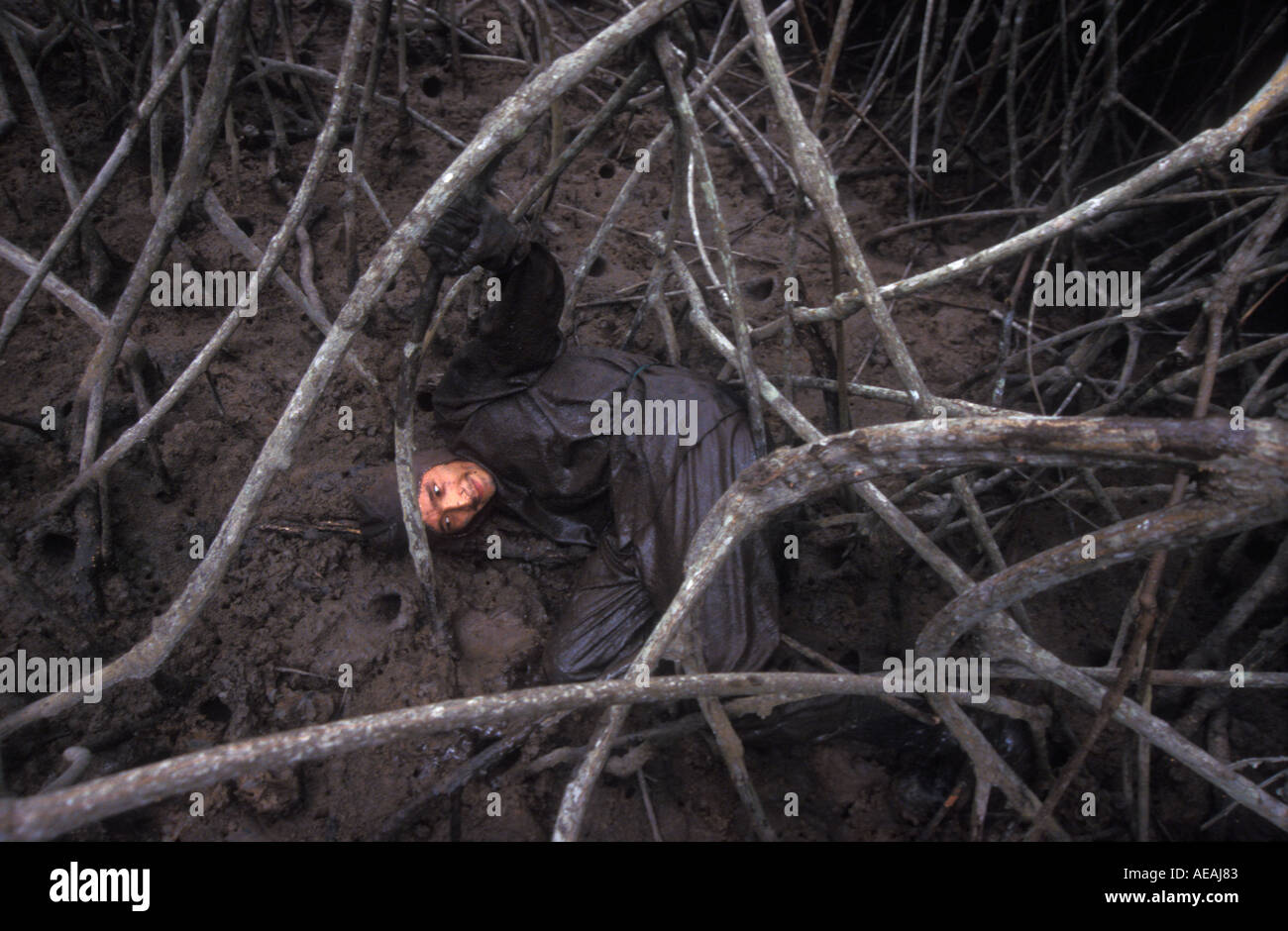 A crab Catcher works in a mangrove south of Guayaquil city in Ecuador ...