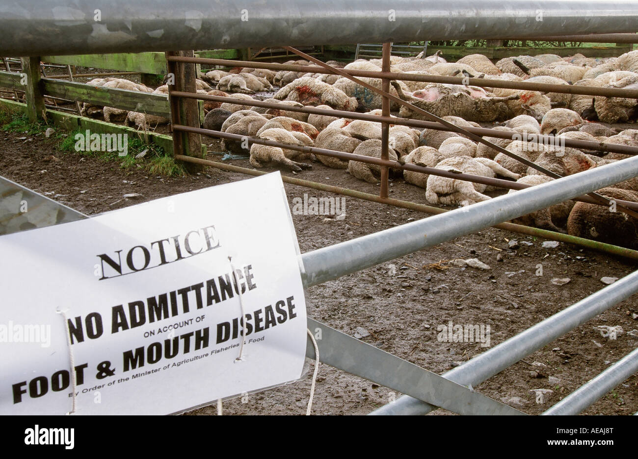 Culled Sheep during the 2001 Foot and Mouth outbreak in Cumbria, UK ...