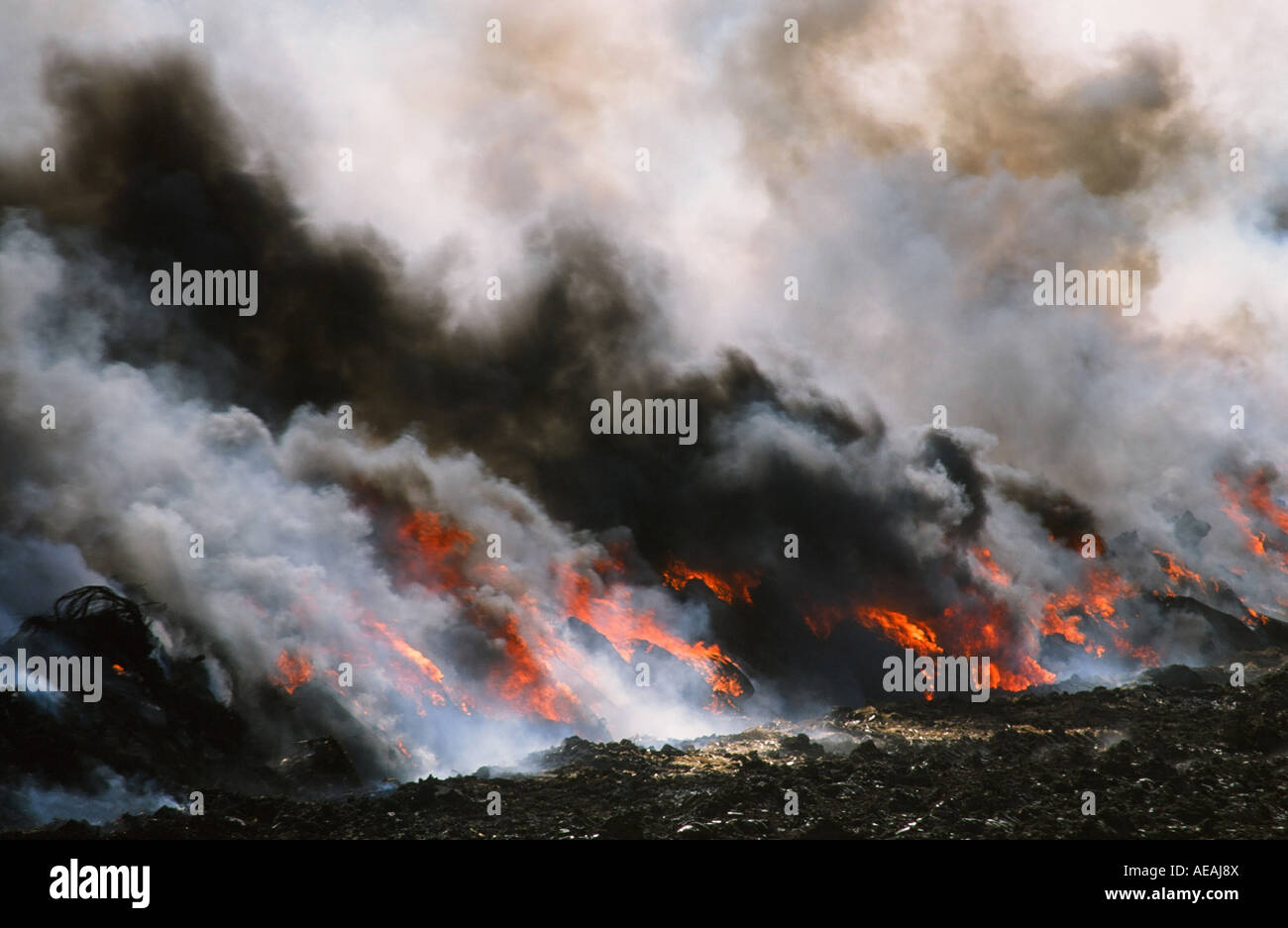 Culled cattle on a pyre during the 2001 Foot and Mouth outbreak in ...
