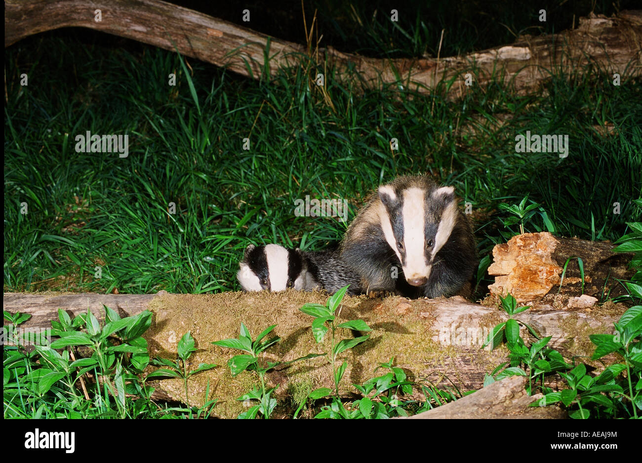 Badger cub mother hi-res stock photography and images - Alamy