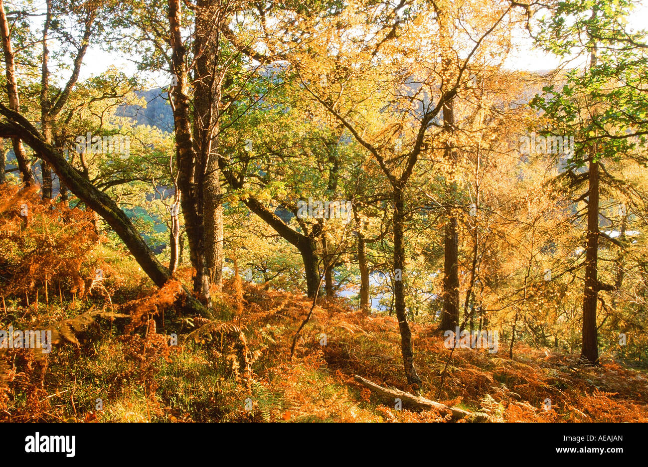 Autumn trees on the shores of Loch Tummel, Scotland, UK Stock Photo - Alamy