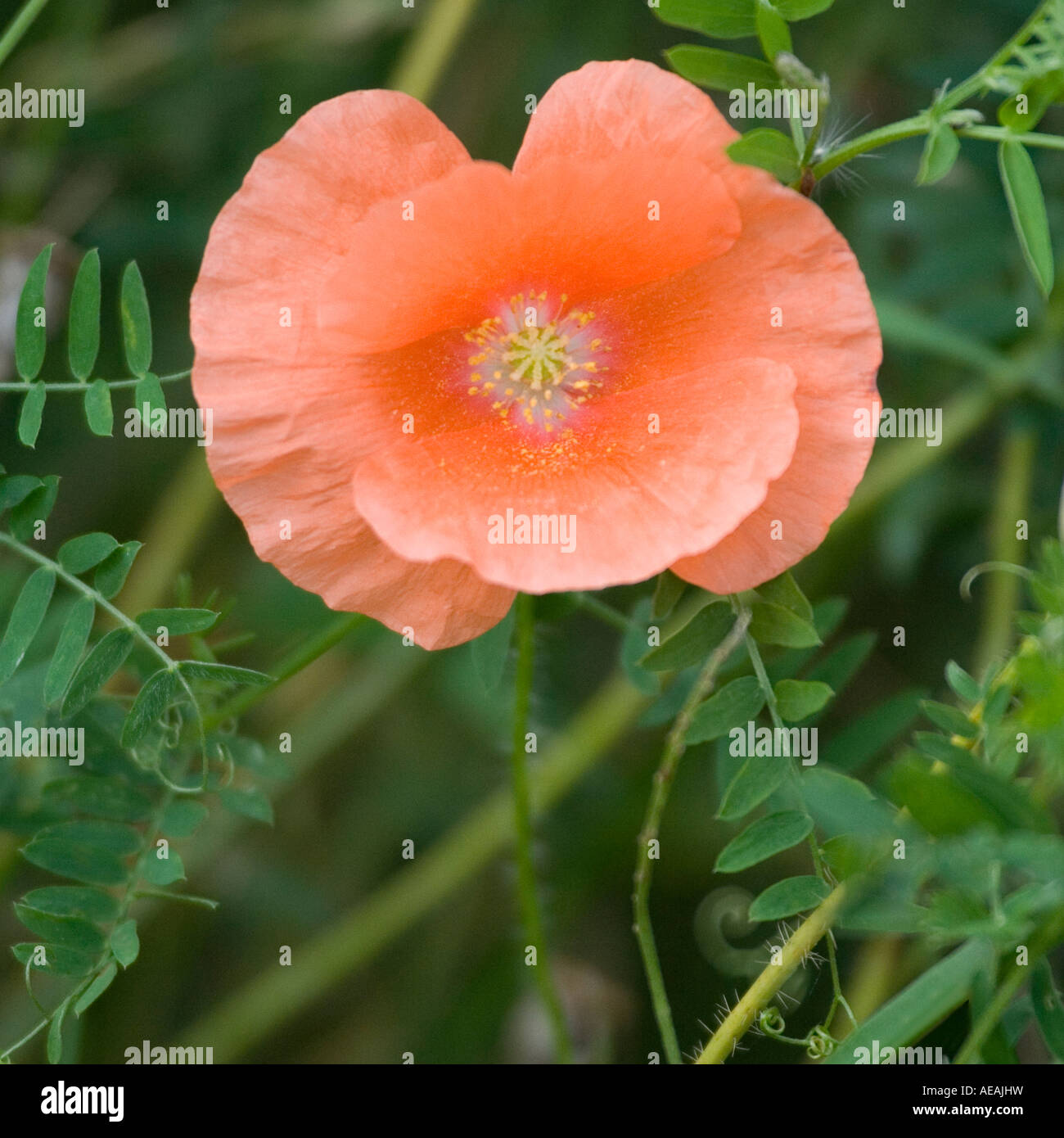 Poppy - papaver Stock Photo - Alamy