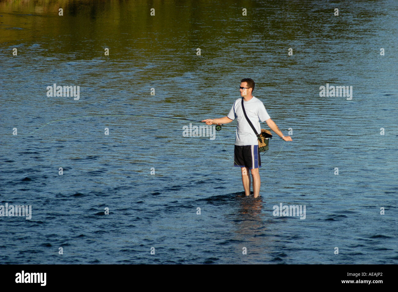 A man in shorts and sunglasses fly fishing in the River Rheidol ...