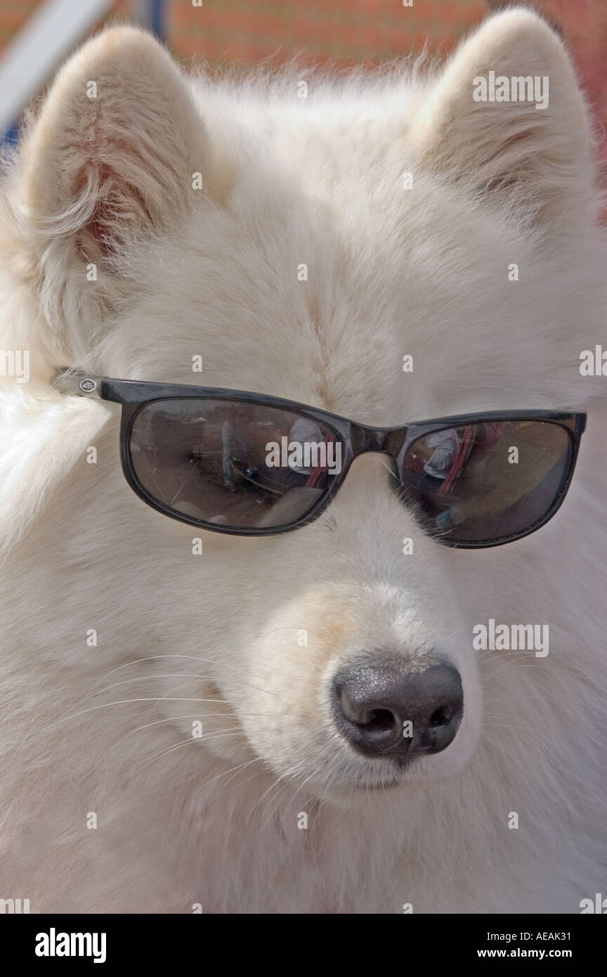 Samoyed with sunglasses Stock Photo - Alamy
