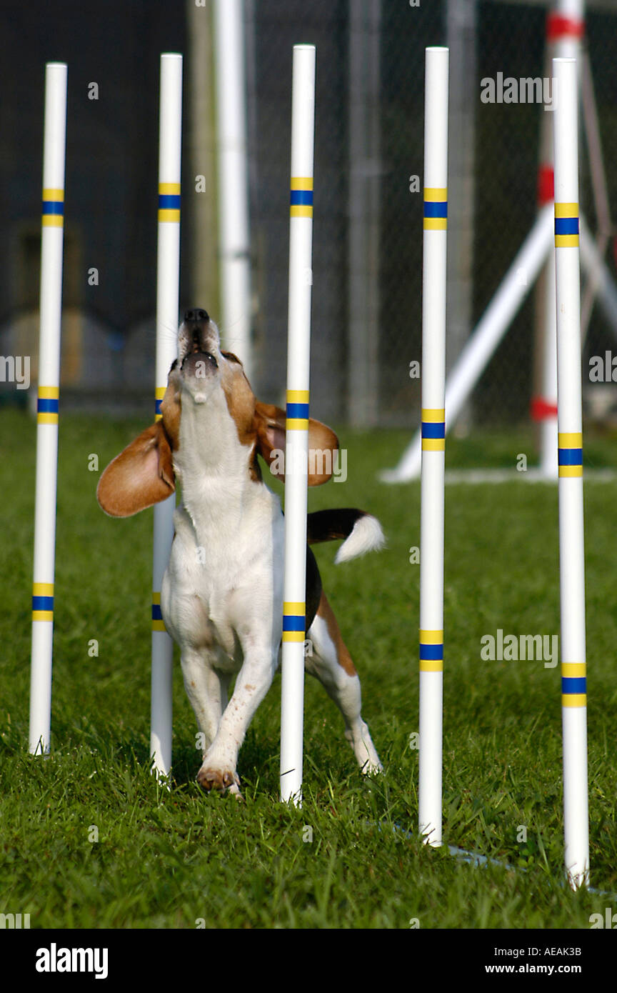 Beagle howling hi-res stock photography and images - Alamy