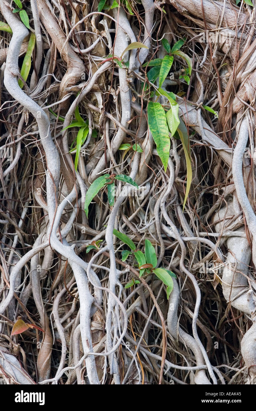 Breadnut tree hi-res stock photography and images - Alamy