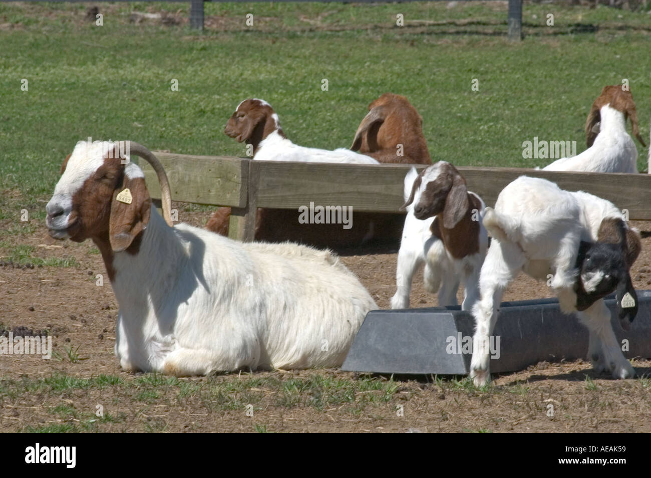 Baby Goats and adult goat at a farm in North Carolina Stock Photo - Alamy