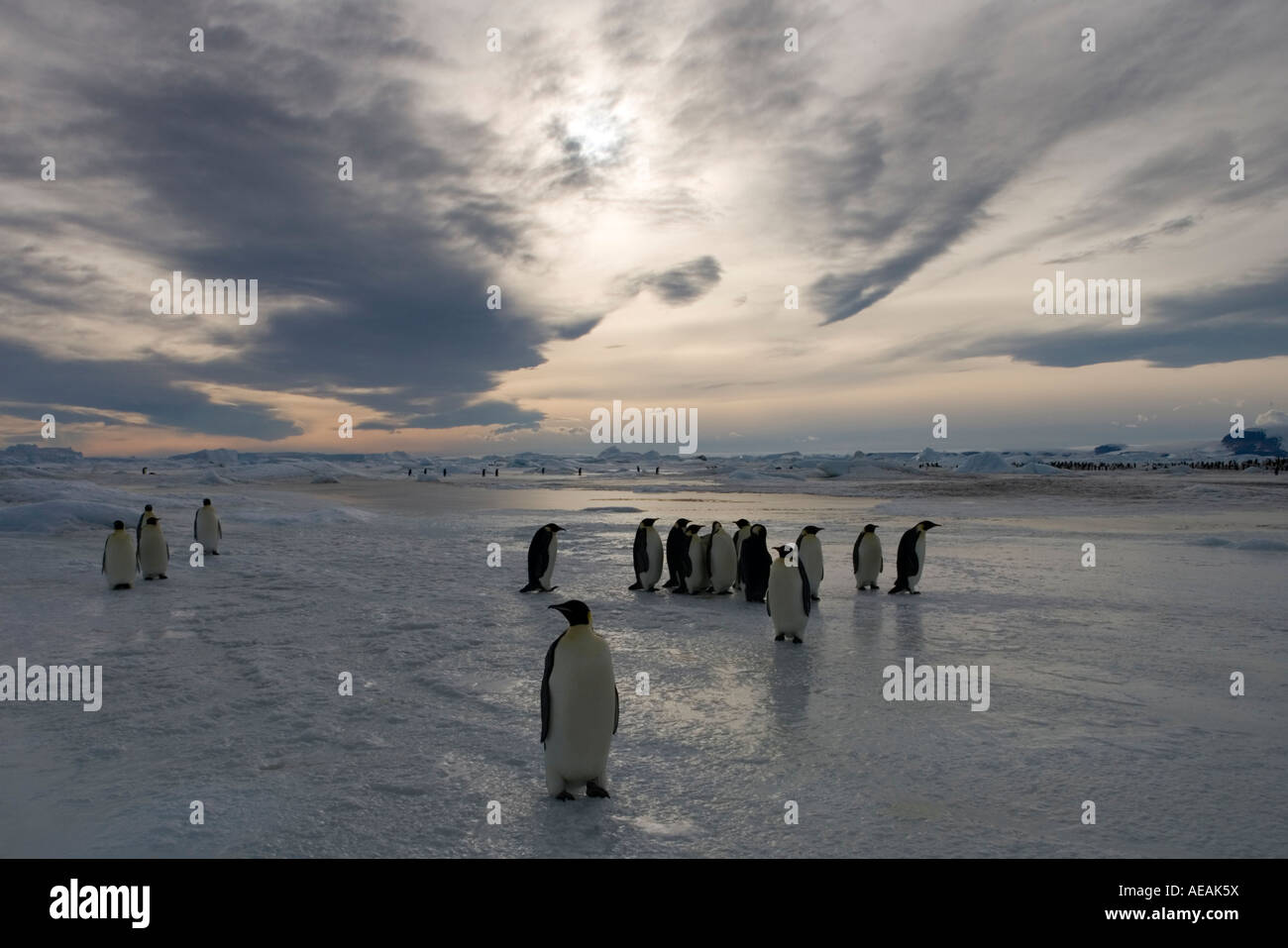 Antarctica Snow Hill Island Emperor Penguins Aptenodytes forsteri on ...