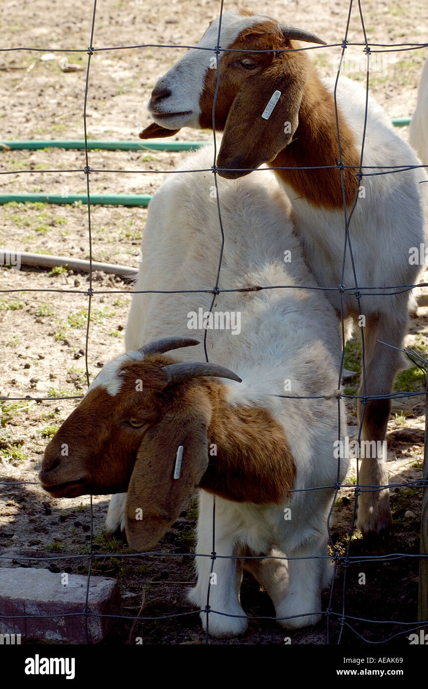 Two goats with one goats head through a wire fence on a farm in North ...