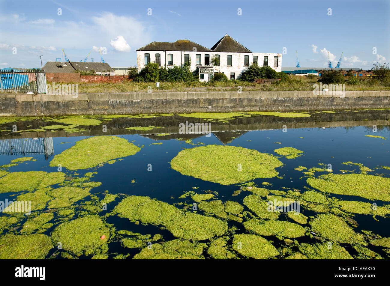 Derelict building with algal mats floating in dock Cardiff Bay Cardiff ...