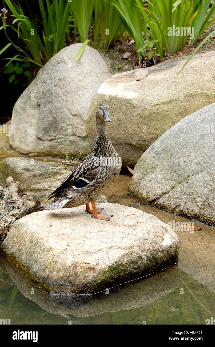 Adult Duck standing on a rock in a pond in North Carolina Stock Photo ...