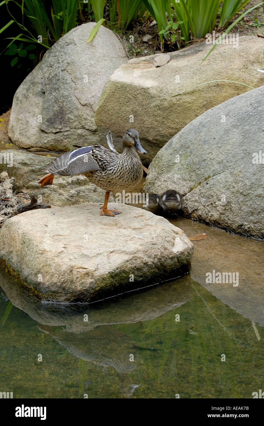 Adult Duck standing on one leg with wing extended on a rock in a pond ...