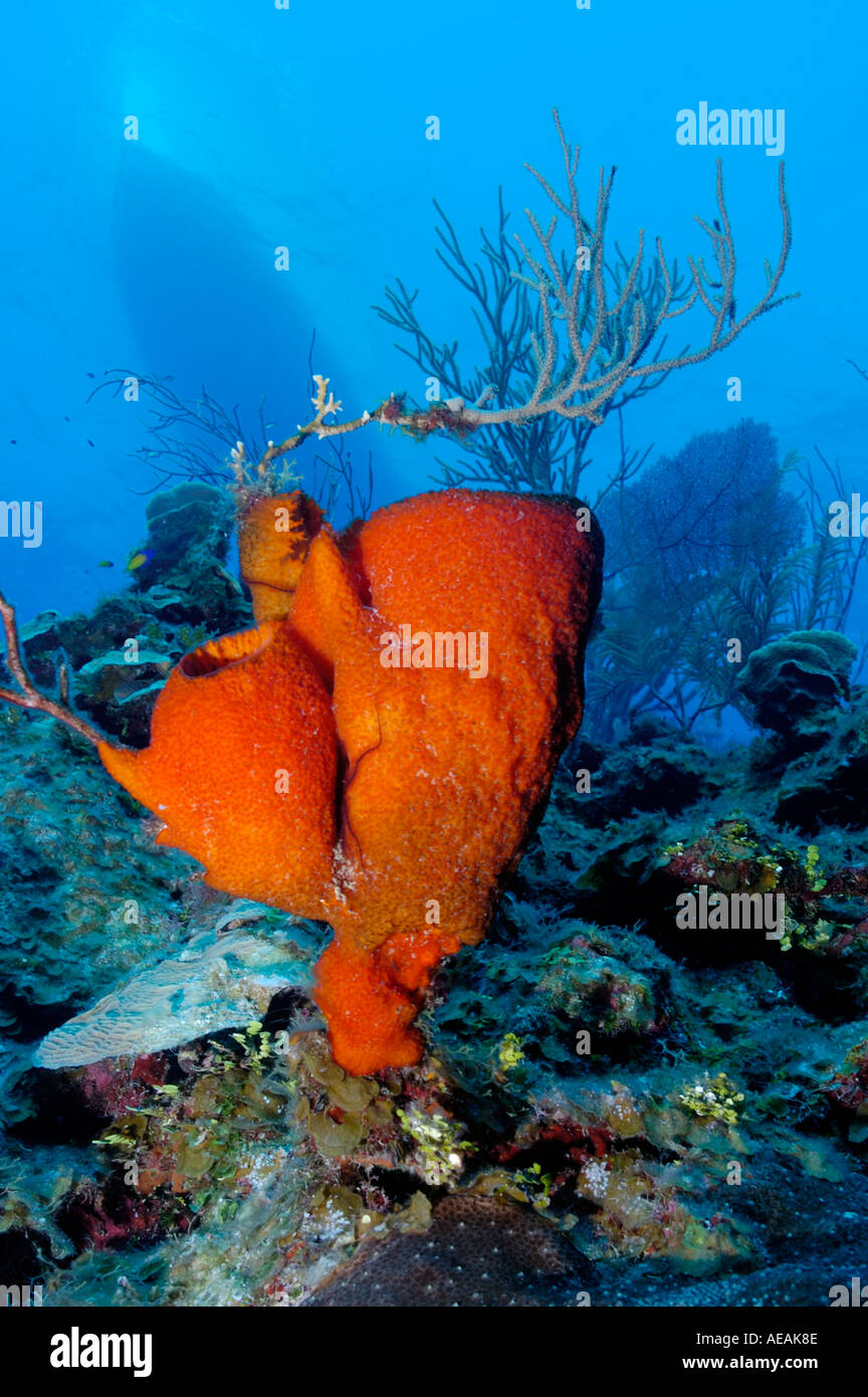 Strawberry Vase Sponge on a reef in Little Cayman Cayman Islands Stock ...