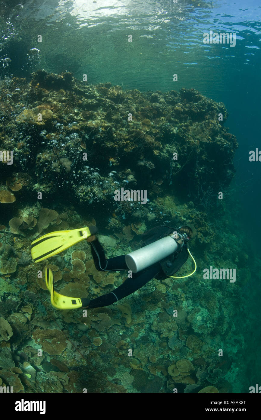 A scuba diver explores an inner lagoon coral reef in the Republic of ...