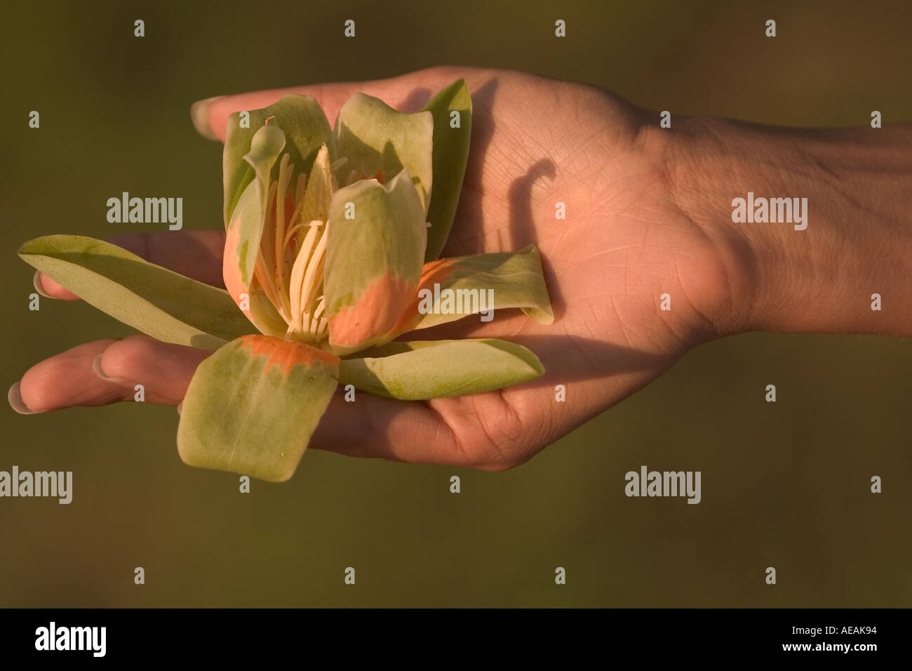 Flower and hand Stock Photo - Alamy