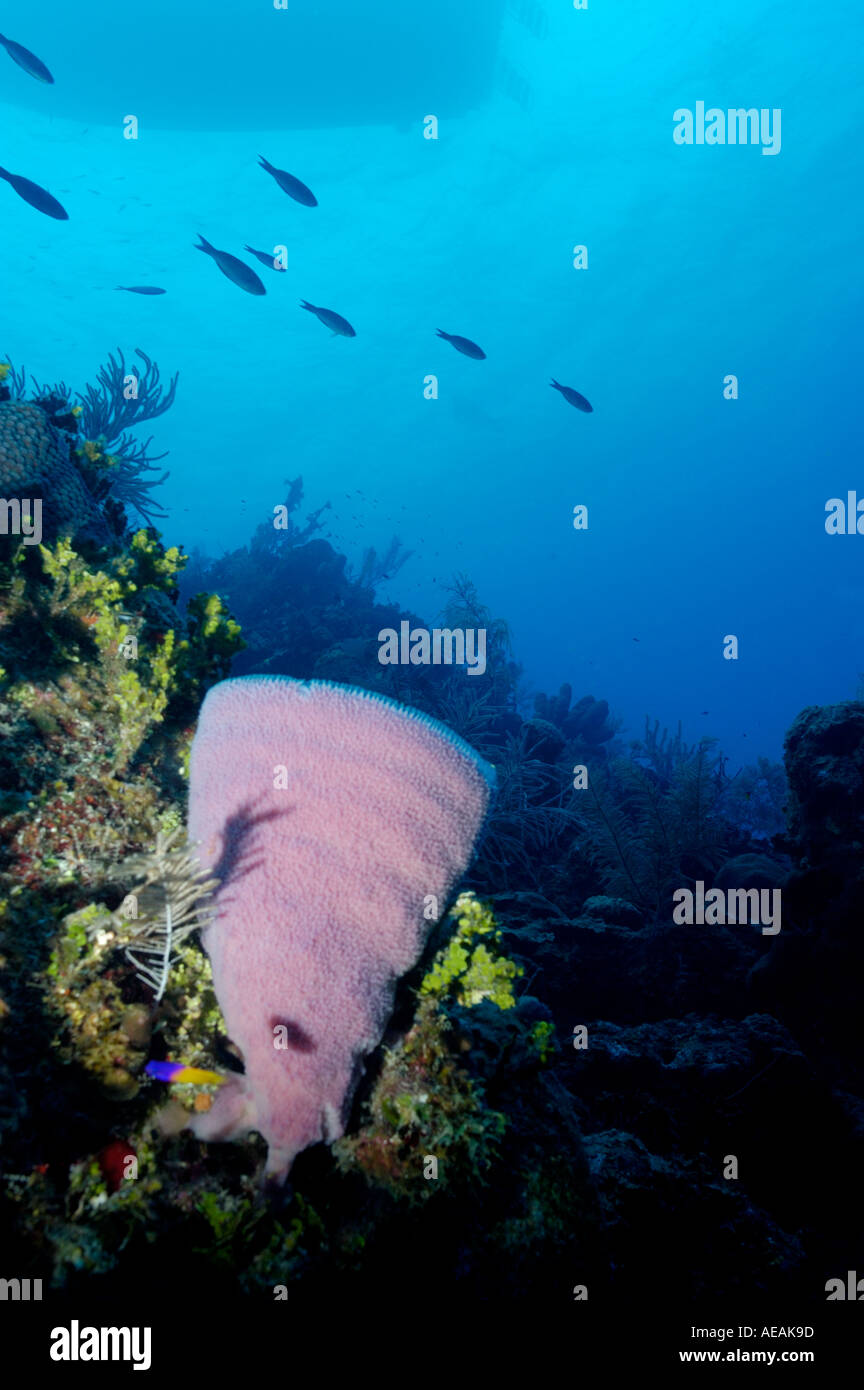 Vaselike hi-res stock photography and images - Alamy