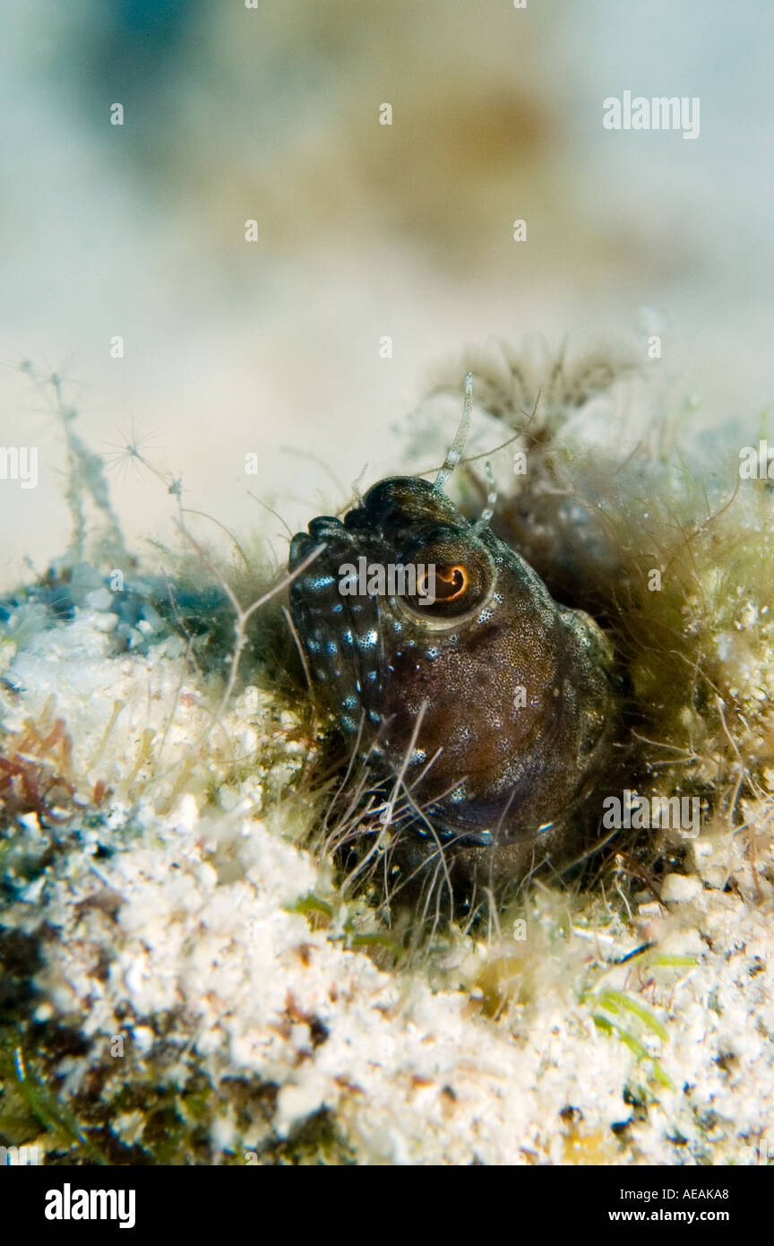Sailfin Blenny on a reef in Cayman Brac Cayman Islands Stock Photo - Alamy