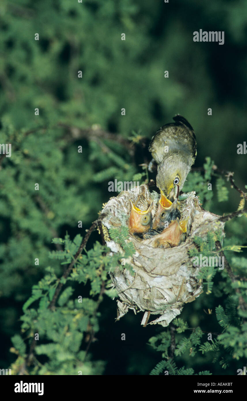 Huisache branch hi-res stock photography and images - Alamy