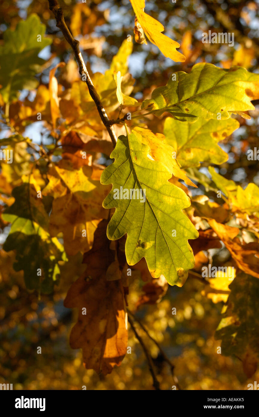 Oak tree leaves in hi-res stock photography and images - Alamy