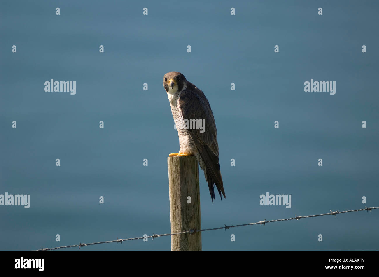 A peregrine falcon on the needles national park on the Isle of Wight ...