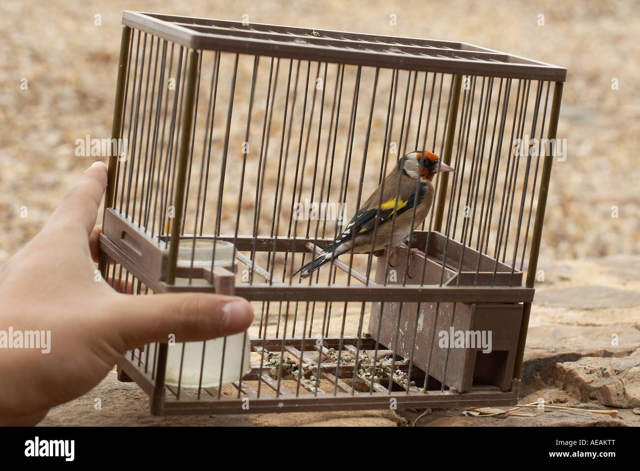 Bird in cage Stock Photo - Alamy