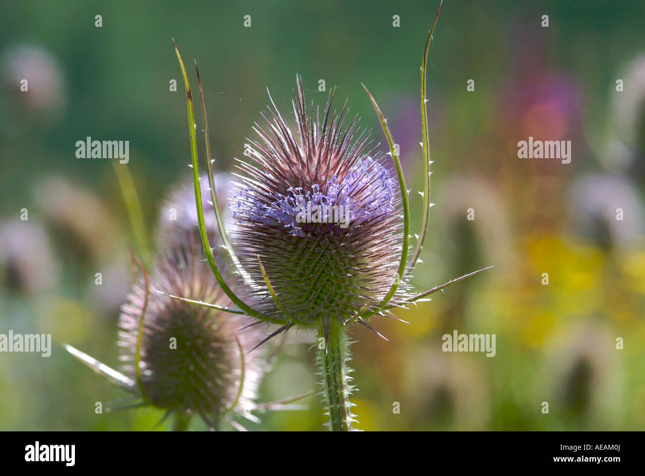 Teasel flower heads hi-res stock photography and images - Alamy