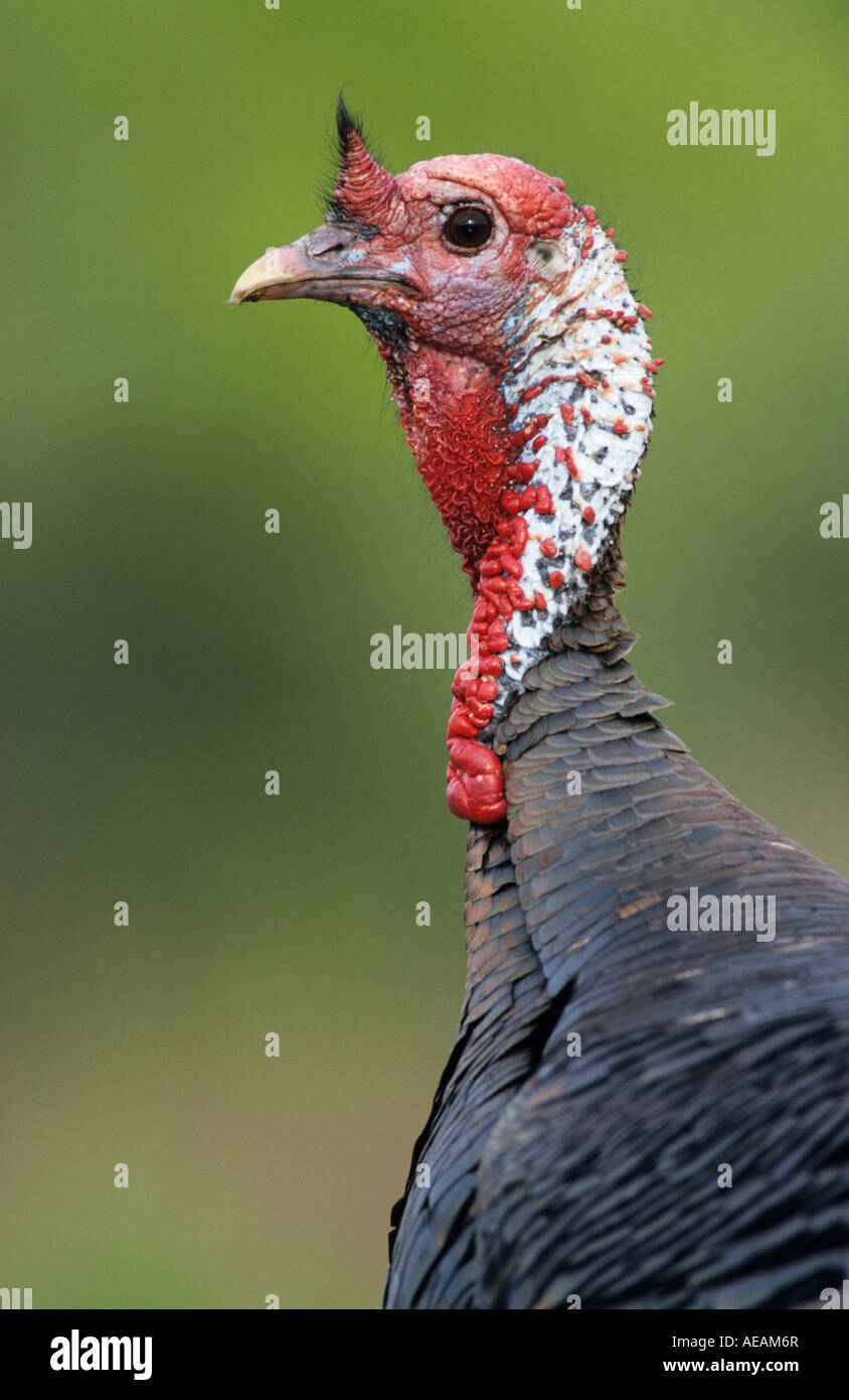 Juvenile wild turkeys hi-res stock photography and images - Alamy