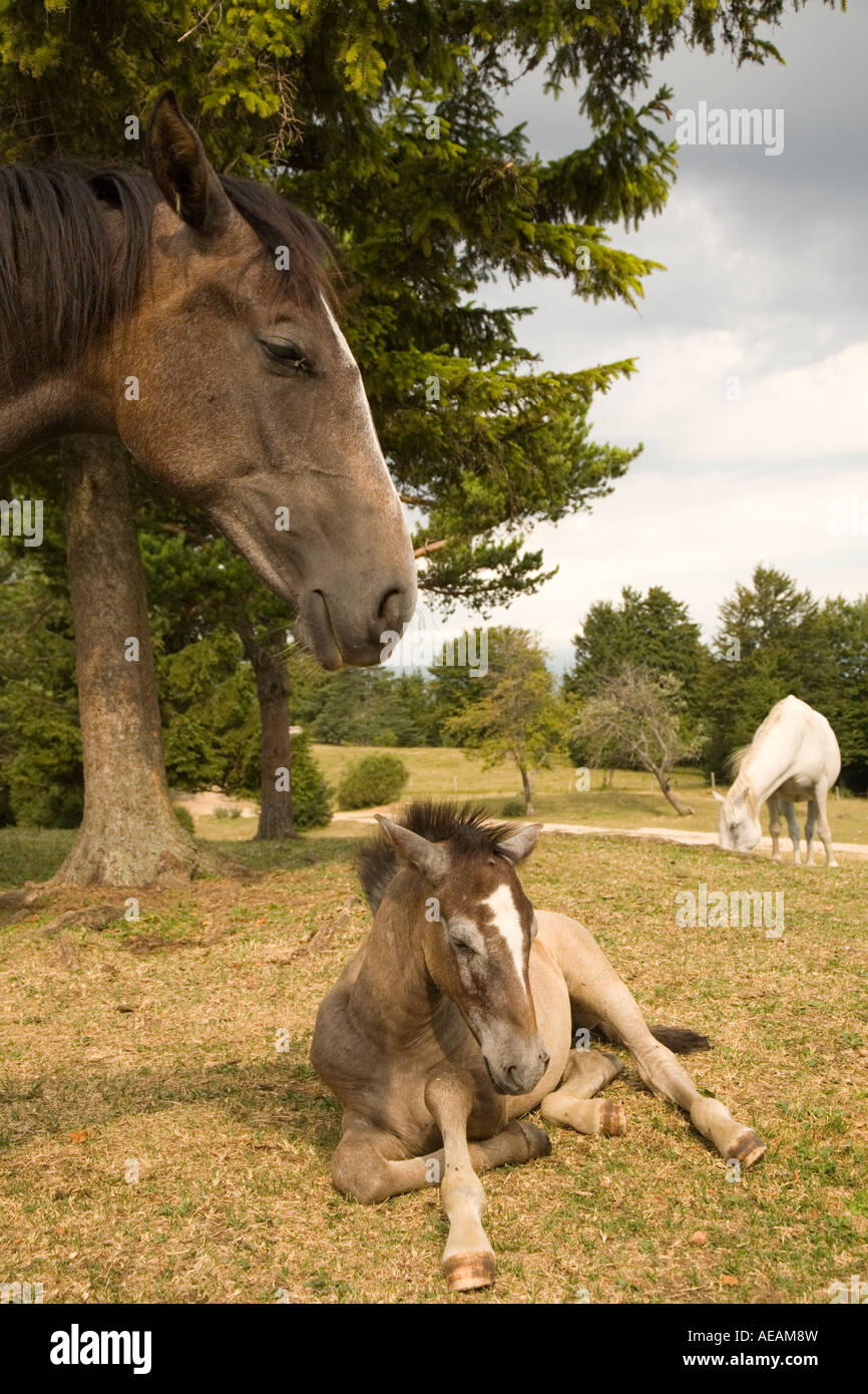 Horses on Slivnica Mountain , Slovenia Stock Photo - Alamy