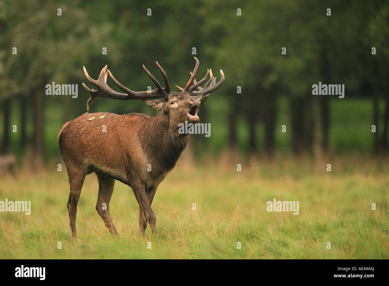 Red Deer (Cervus elaphus), roaring stag during rut Stock Photo - Alamy