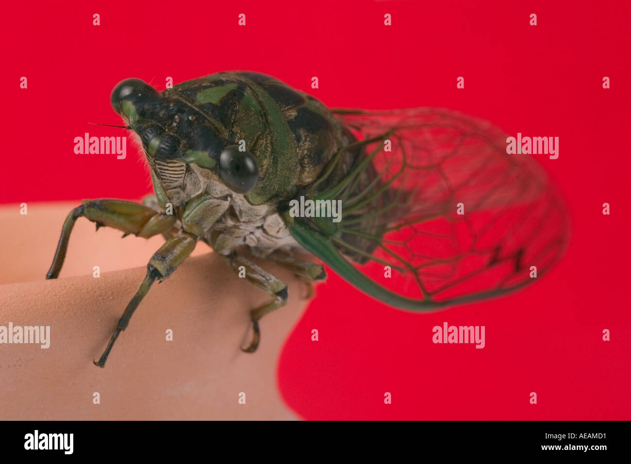 Cicada on a jug Stock Photo - Alamy