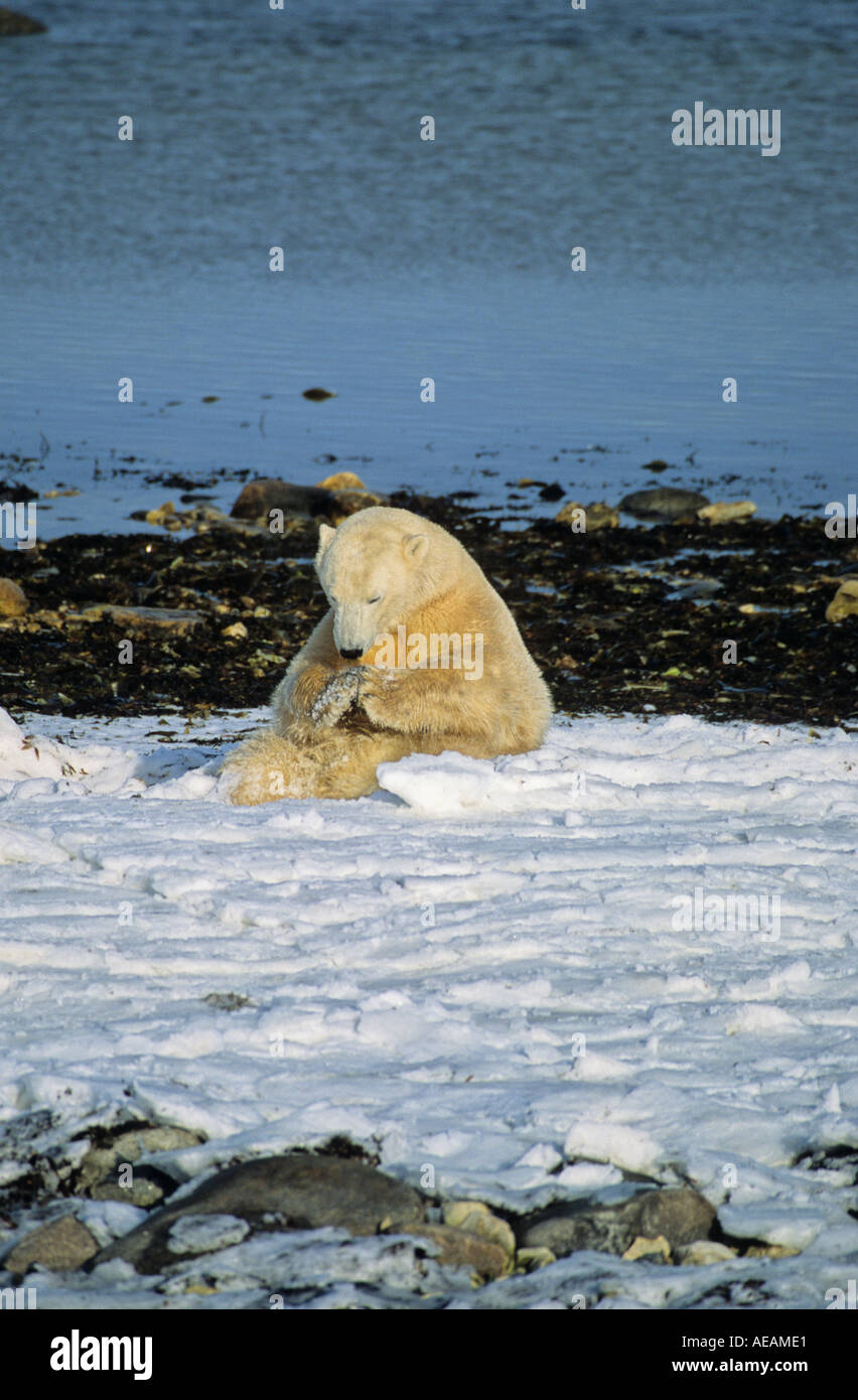 Praying bear hi-res stock photography and images - Alamy