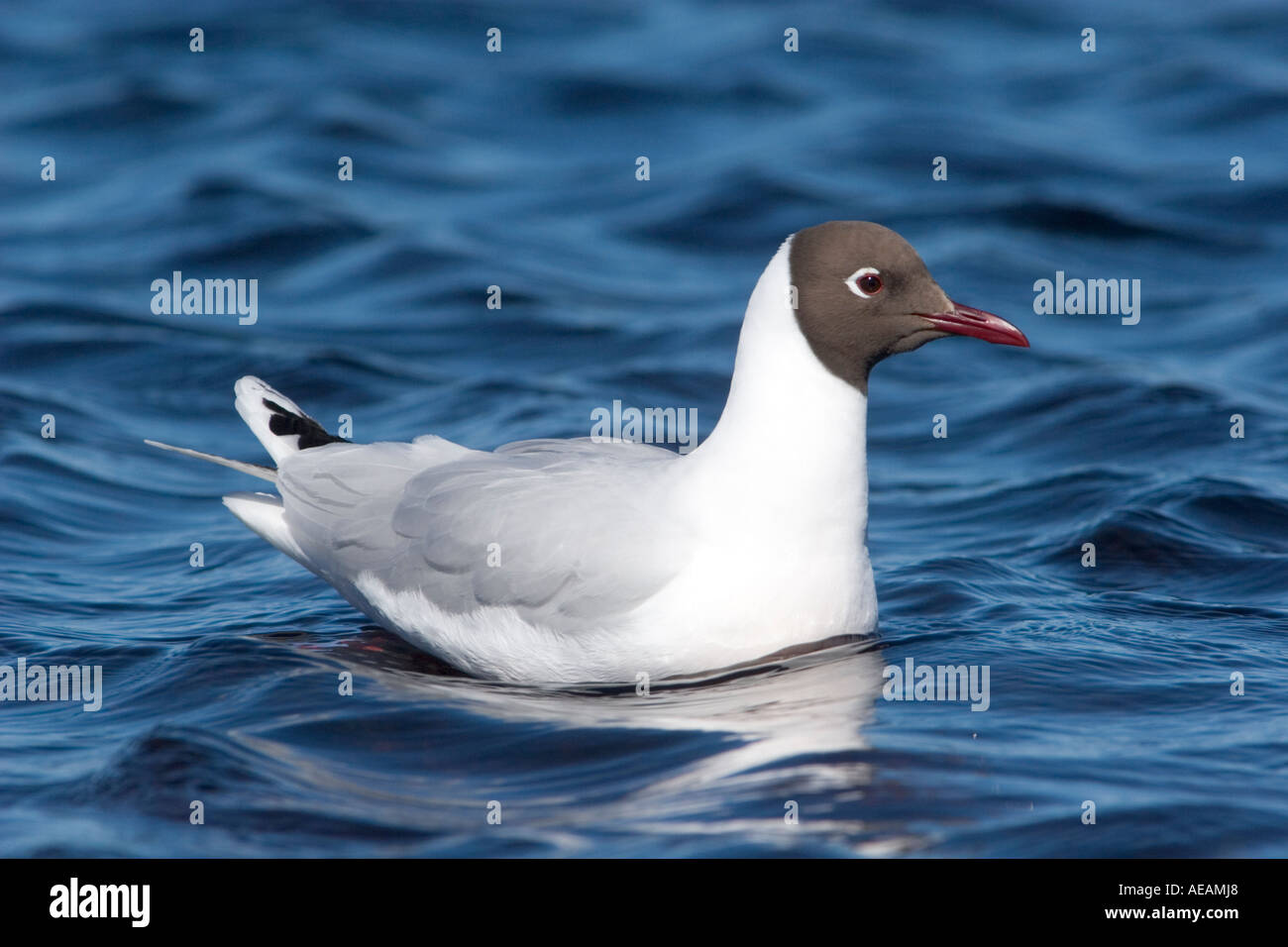 Brown Hooded Gull Adult swimming on peat pool Stock Photo - Alamy