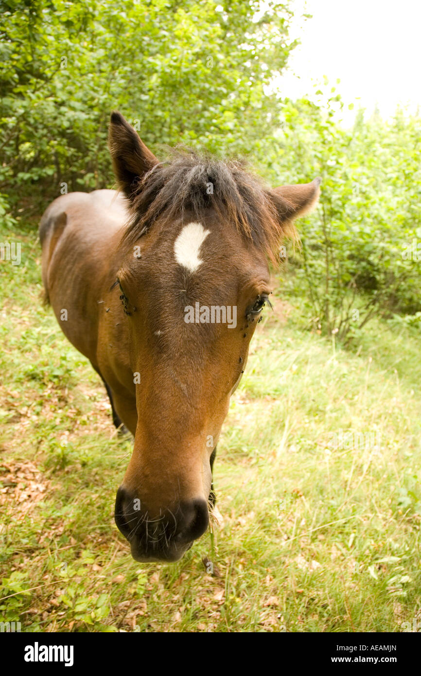 Horses on Slivnica Mountain , Slovenia Stock Photo - Alamy