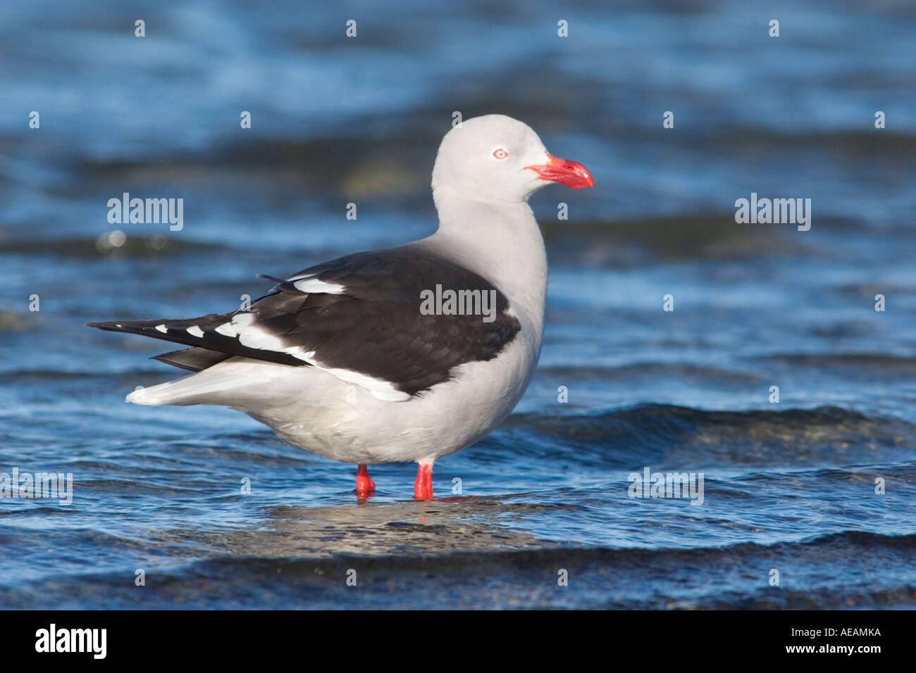 Dolphin Gull Adult in breeding plumage in sea Stock Photo - Alamy
